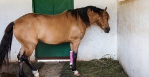 Race Horse Injury: Most Common Injuries Suffered by Racehorses | Horse ...