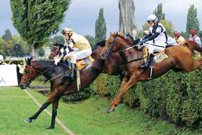 How High Can A Race Horse Jump – Horses Can Jump Up to 8 Feet High and ...